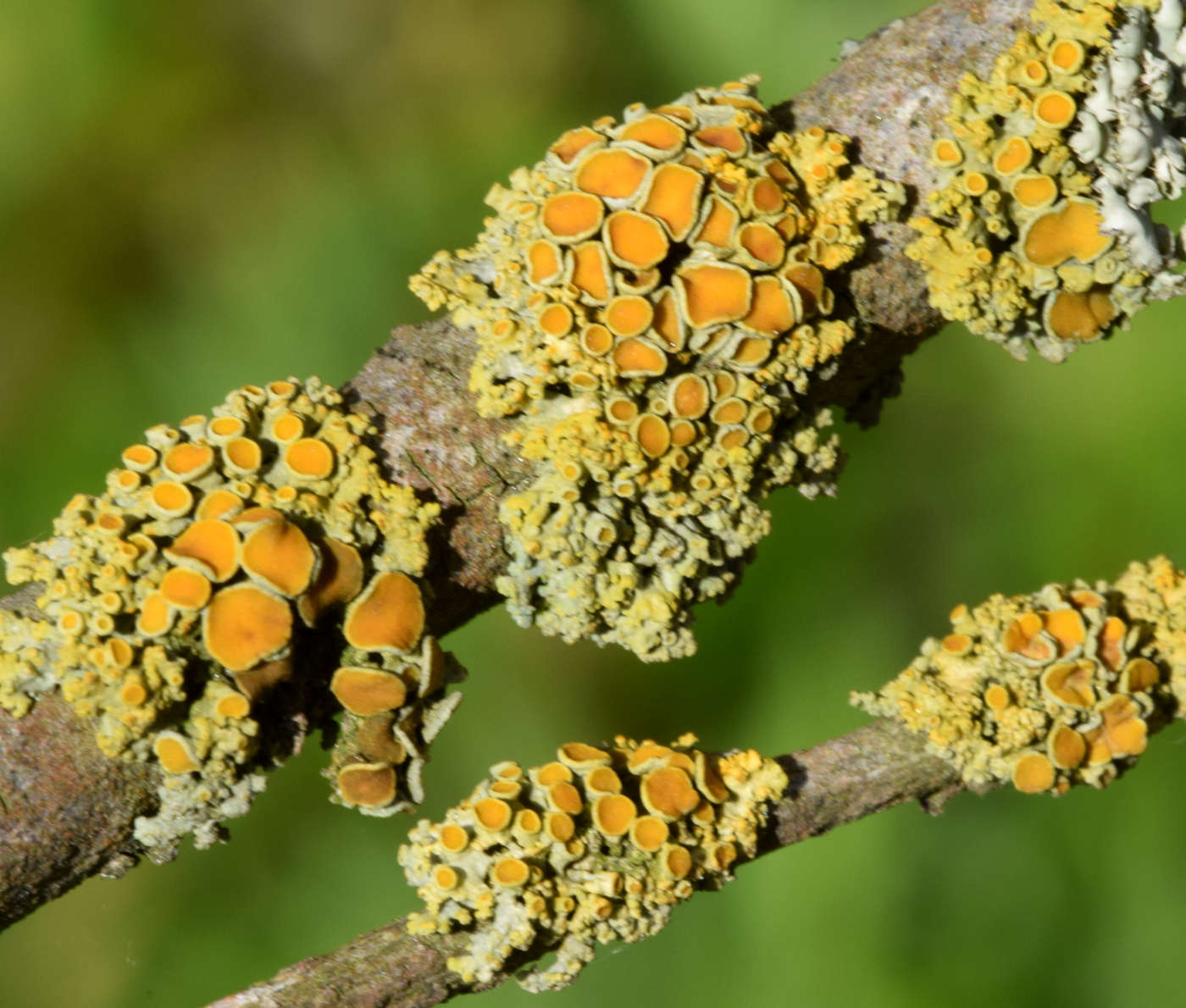 Les lichens foliacés - Lichens d'Armorique
