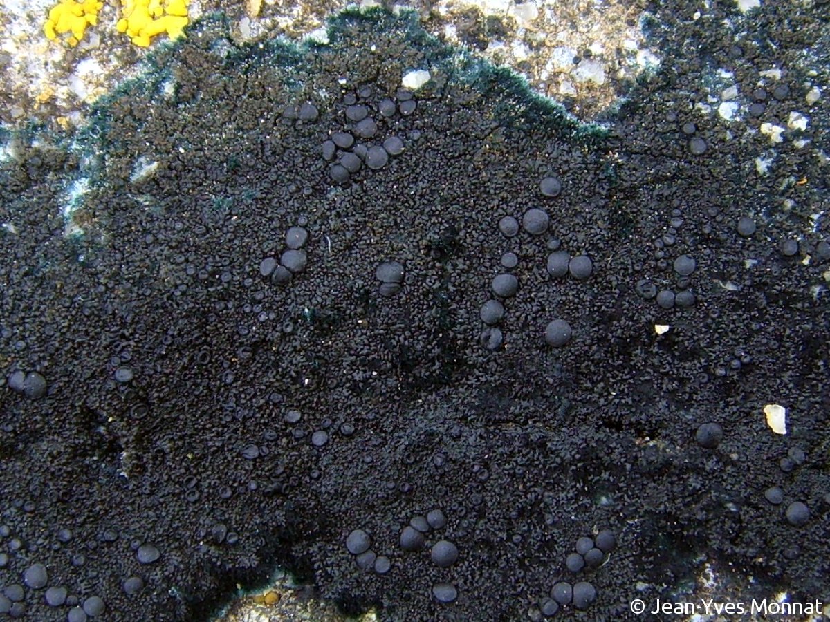 Les derniers ajouts - Lichens d'Armorique